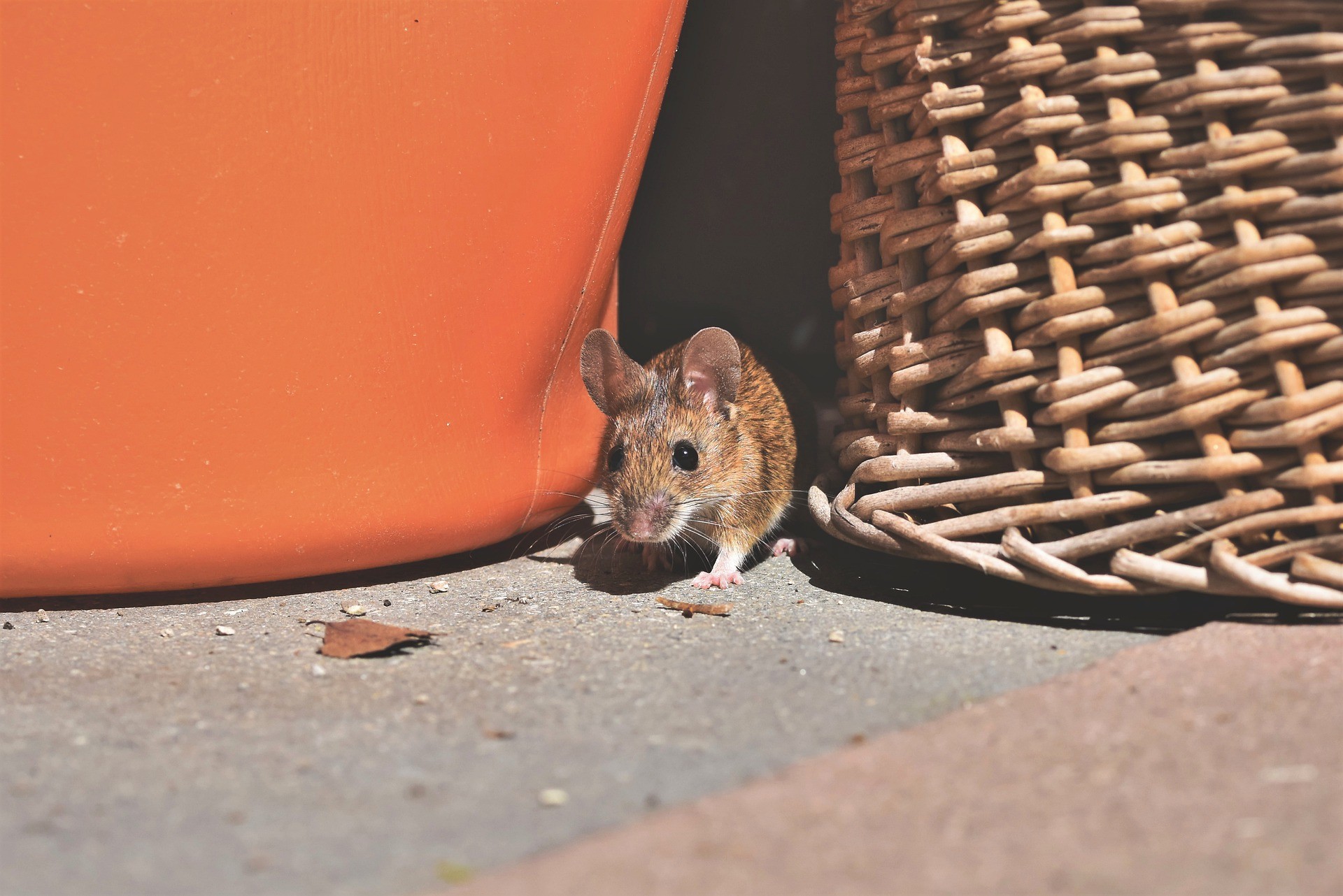Mice Control Melbourne | Fast & Safe Mice Pest Extermination