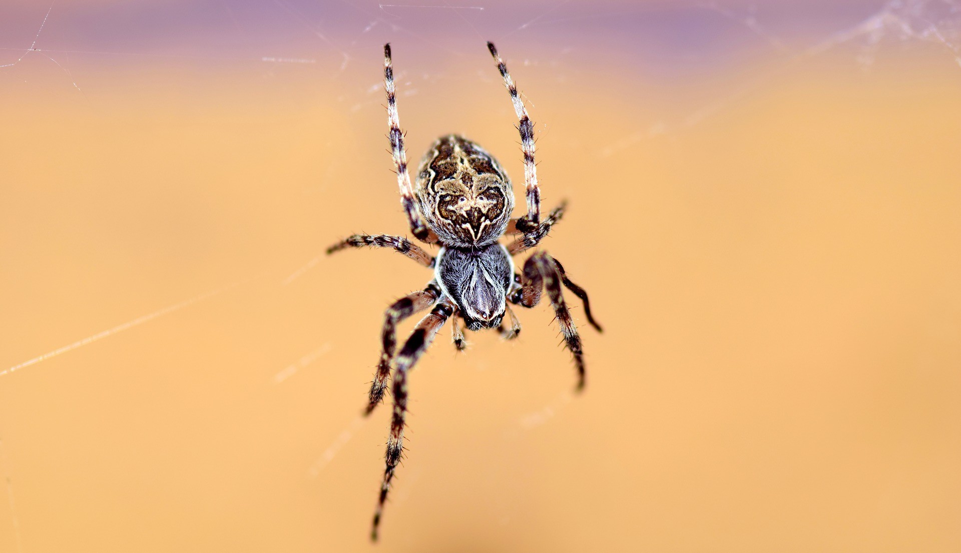 Spider Pest Control Melbourne | Melbourne Spider Pest Control