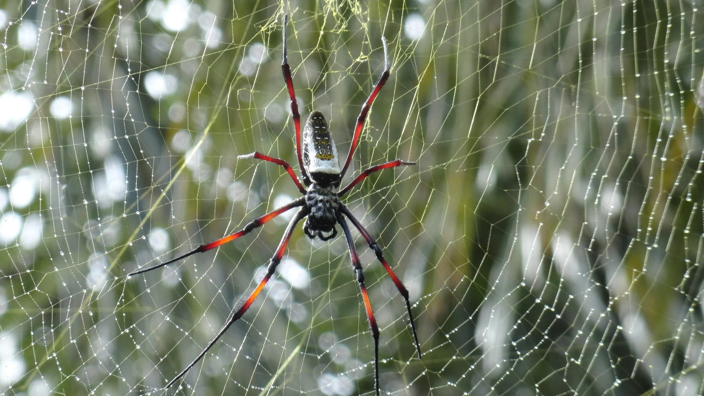 How to Avoid Spider Infestation in Your Home: Our Guide