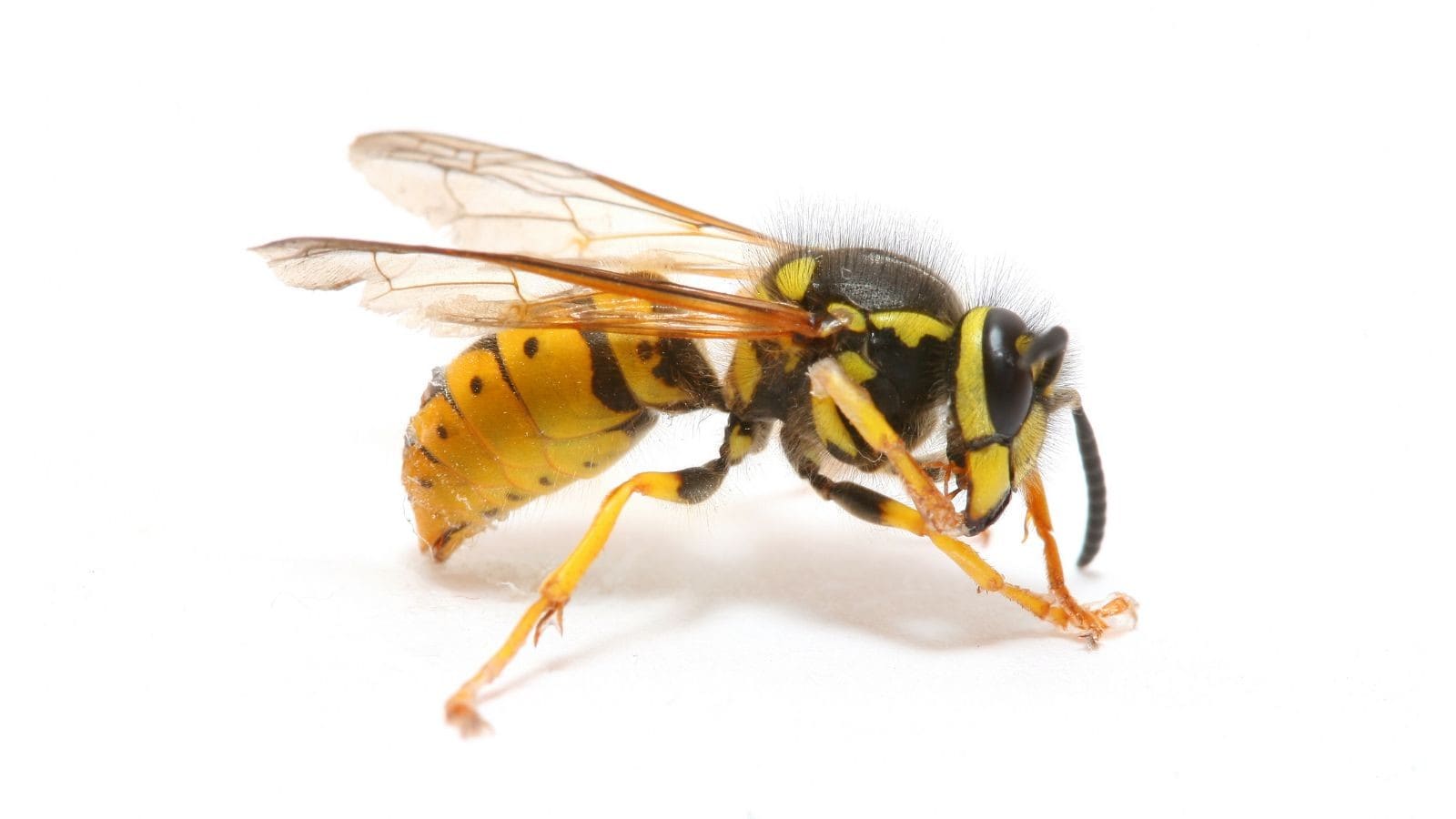 Wasp Nest Removal Melbourne | Safe & Fast Wasp Control